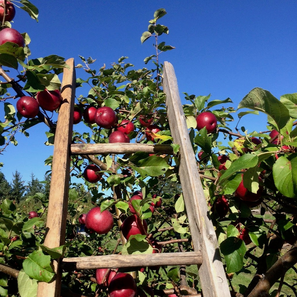 Windswept and Lost Orchard Harvest 2017 – Windswept Orchard Cider